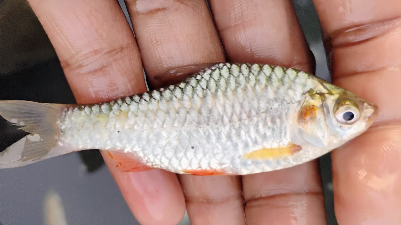 viral fish cutting-new fish🐠viral live😮 #virallive #viralshorts # ...