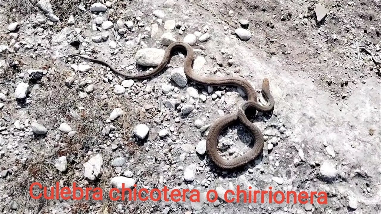 Culebra chicotera o chirrionera - YouTube