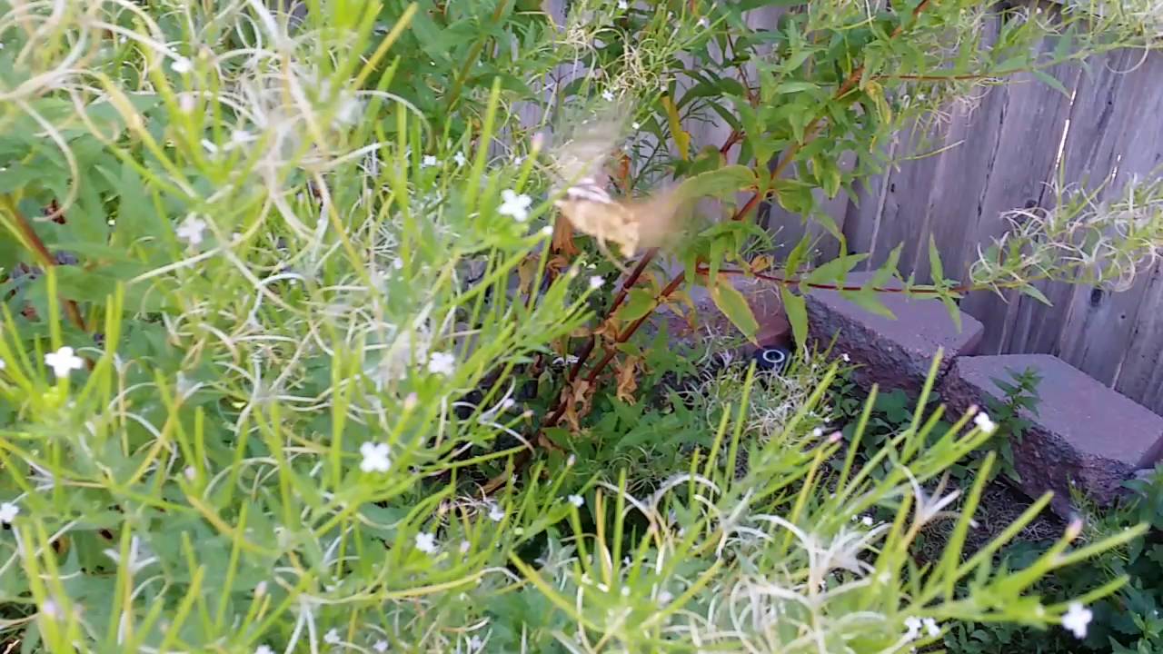 EGYPTIAN MOTH 20160814 - YouTube