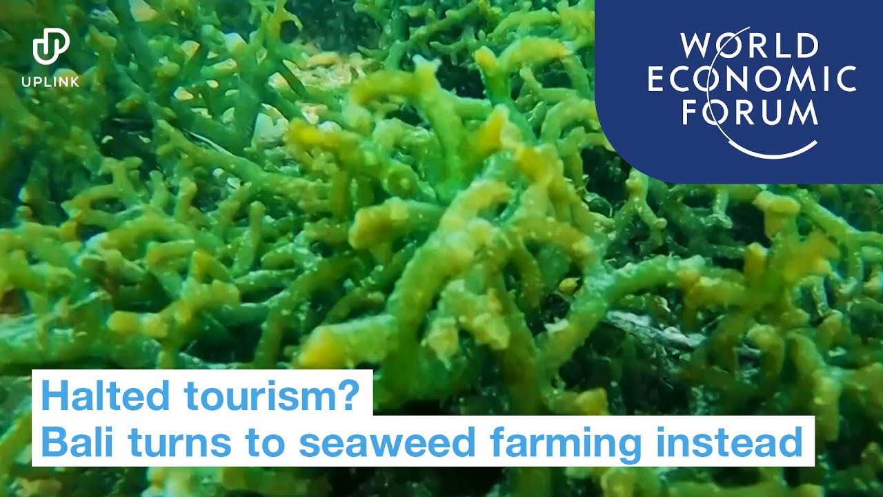 In Bali, locals are turning from tourism to seaweed farming | UpLink ...
