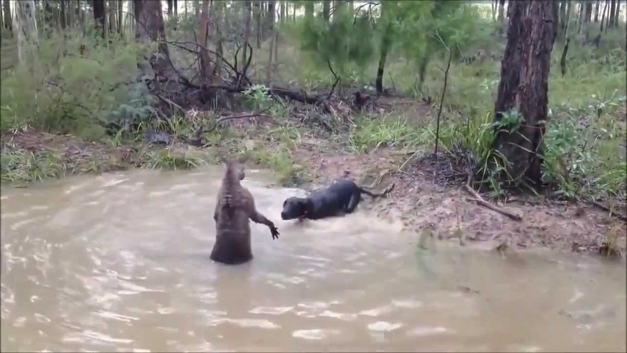 BRUTAL BATTLE KANGAROO VS DOGS MUST SEE! - YouTube