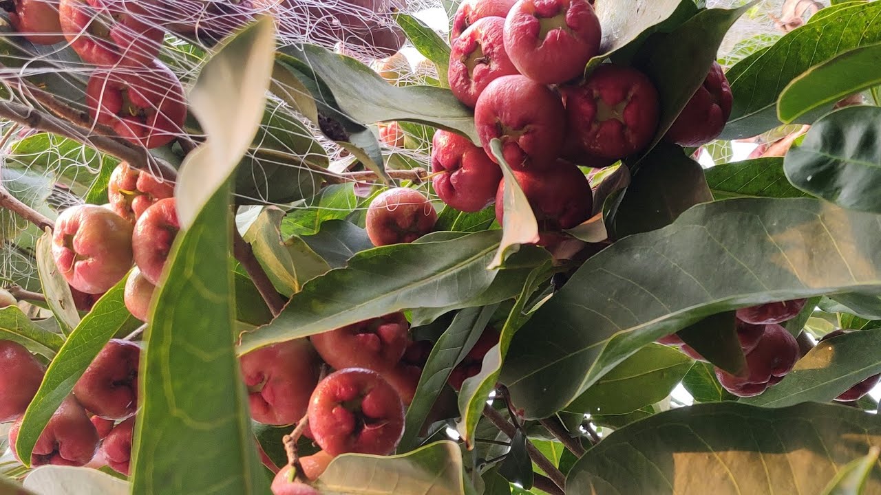 Thai Red jamrul king size all over India online delivery available ha ...