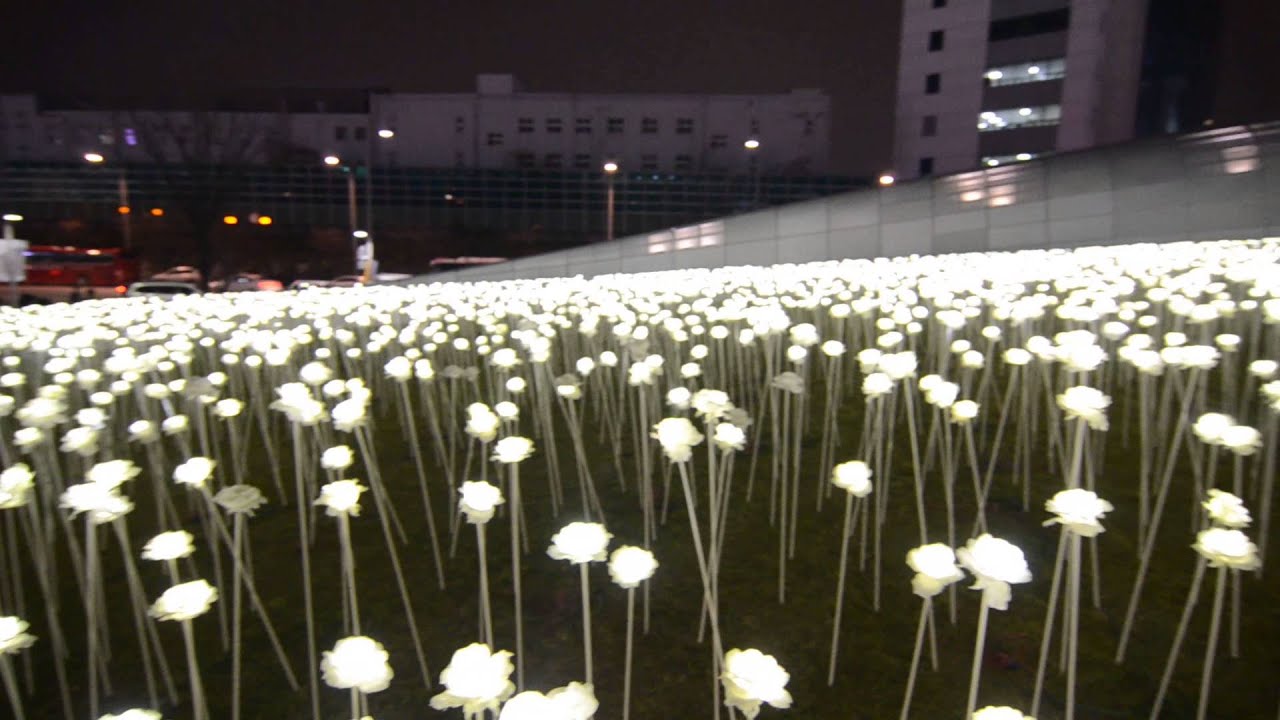 DDP LED Rose - YouTube