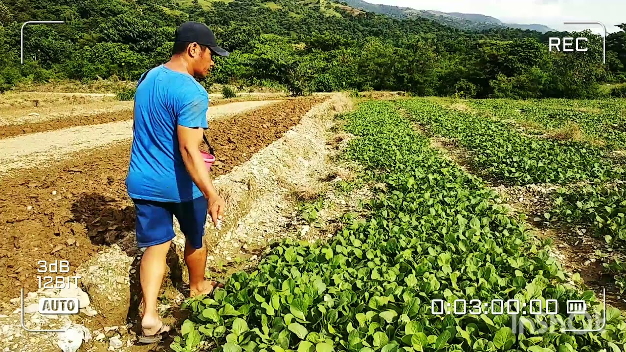 26- days pechay mag abono Yara unik16 Yara winner & urea pinag halo ...