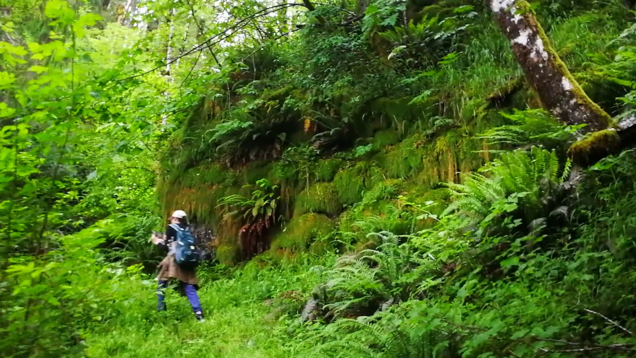 Kilchis River Hike - Waterfall path - YouTube