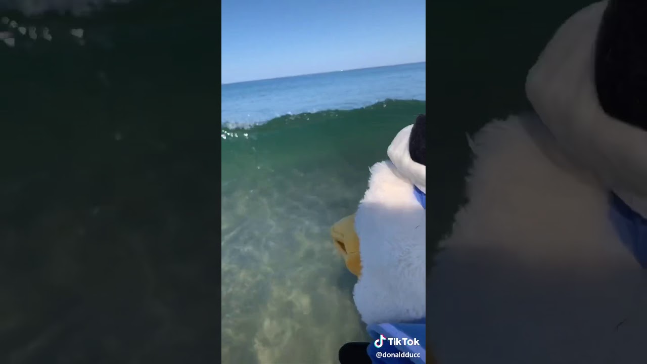 DONALD DUCC THE OCEAN IS NOT GOOD FOR ME TIK TOK - YouTube