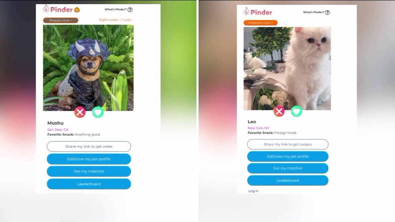 'Pinder' site is a TInder-style app for pets - YouTube