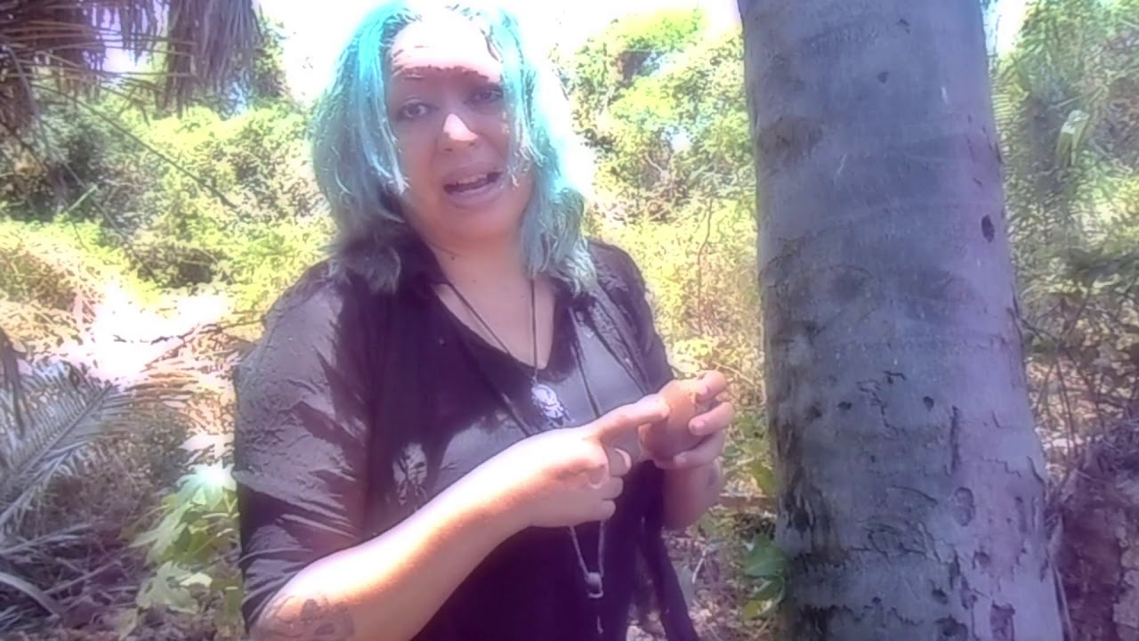 Coco-de-macaco ou Babaçu - YouTube