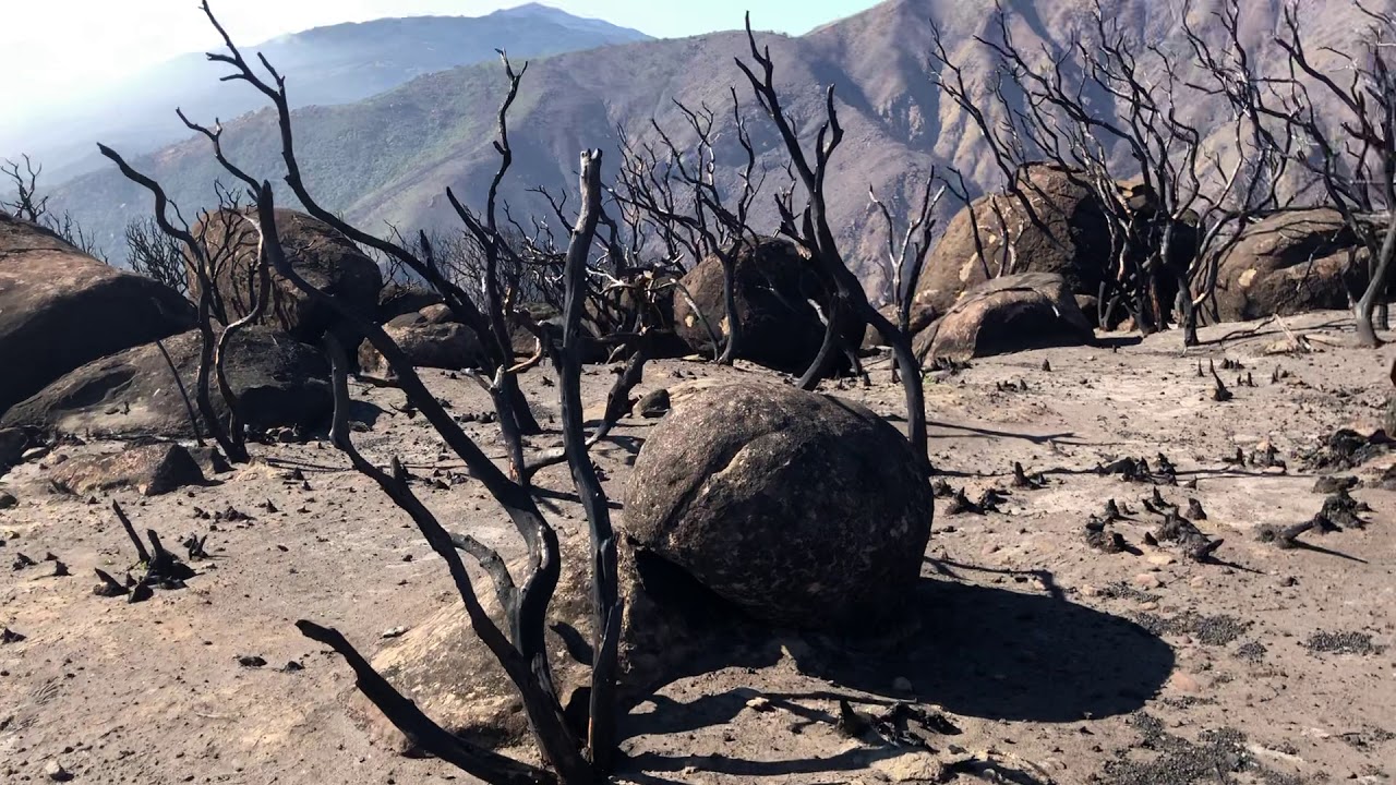 Tree Bone Forest on Unnamed Ridge - YouTube