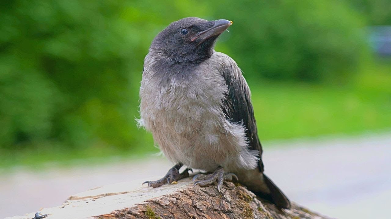 Tense Little Baby Hooded Crow Fledgling Standing on a Tree Stump [4K ...