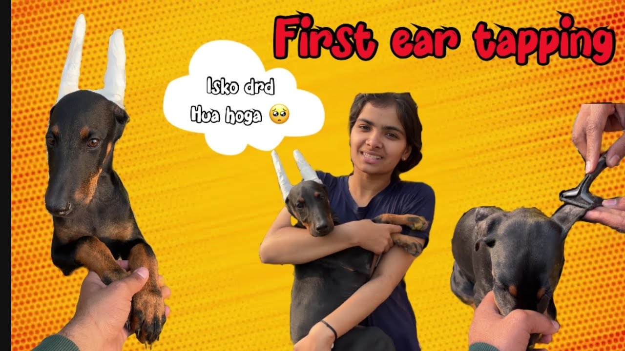 Doberman ki first tapping #vlog #tapping #doberman #viral #feed # ...
