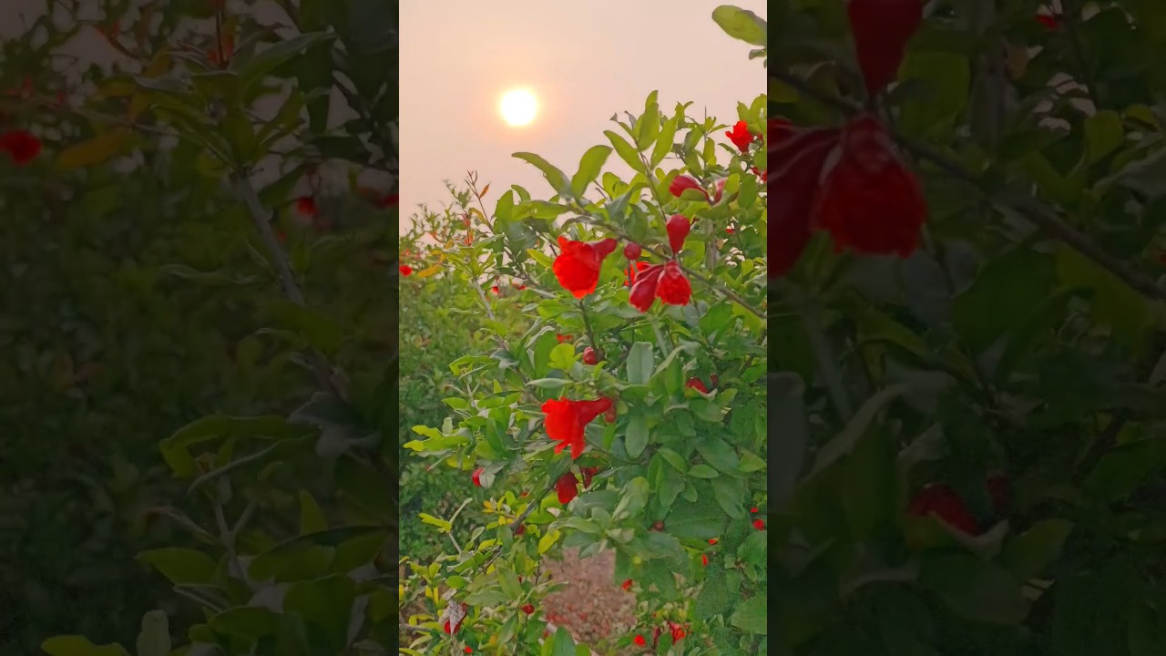 dalimb farm #morning #viral #nature #farming #shorts #viralvideo - YouTube