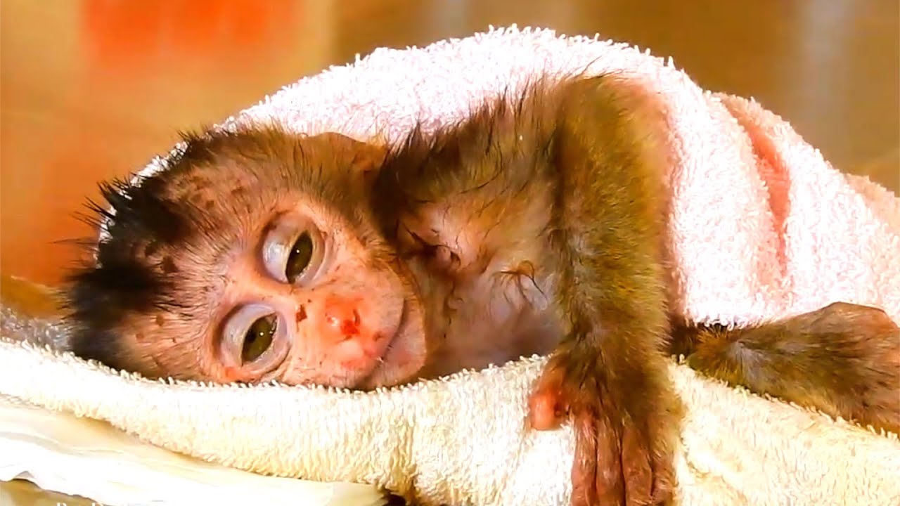 Sick orphaned baby monkey has rescued - YouTube