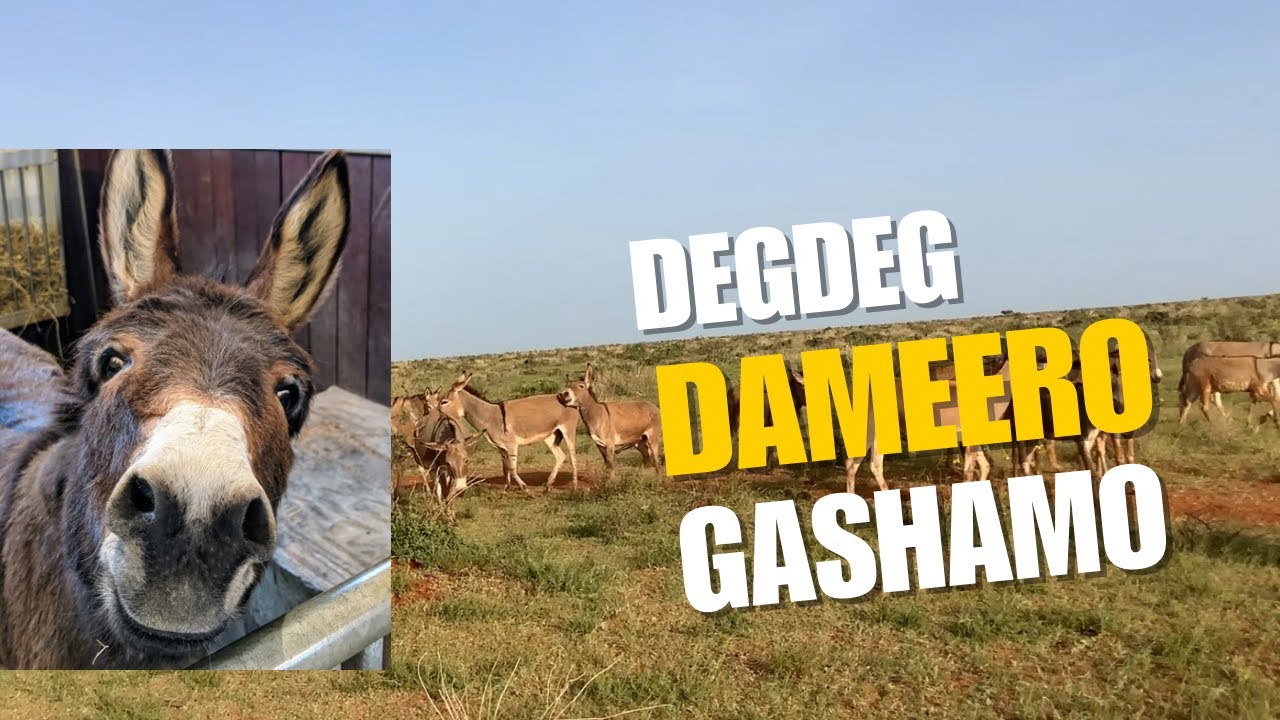 Degdeg : Gaashaammo, lagu arkay boqolaal dameero ah - YouTube