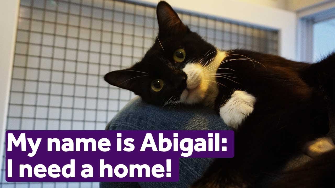 Adopt Abigail | Cats | Mayhew - YouTube