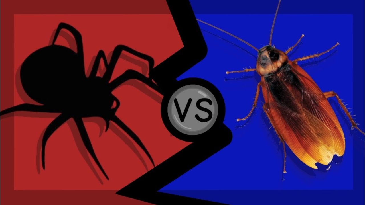 Spider VS Cockroach - YouTube