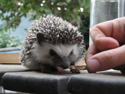 Henry the Hedgehog - YouTube