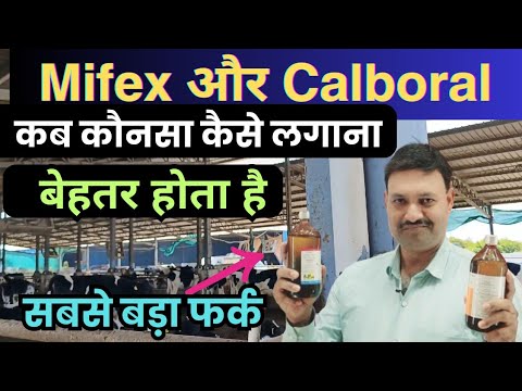 कब कौनसा कैसे बेहतर 😇सबसे बड़ा फर्क Mifex & CBG Injection Veterinary ...