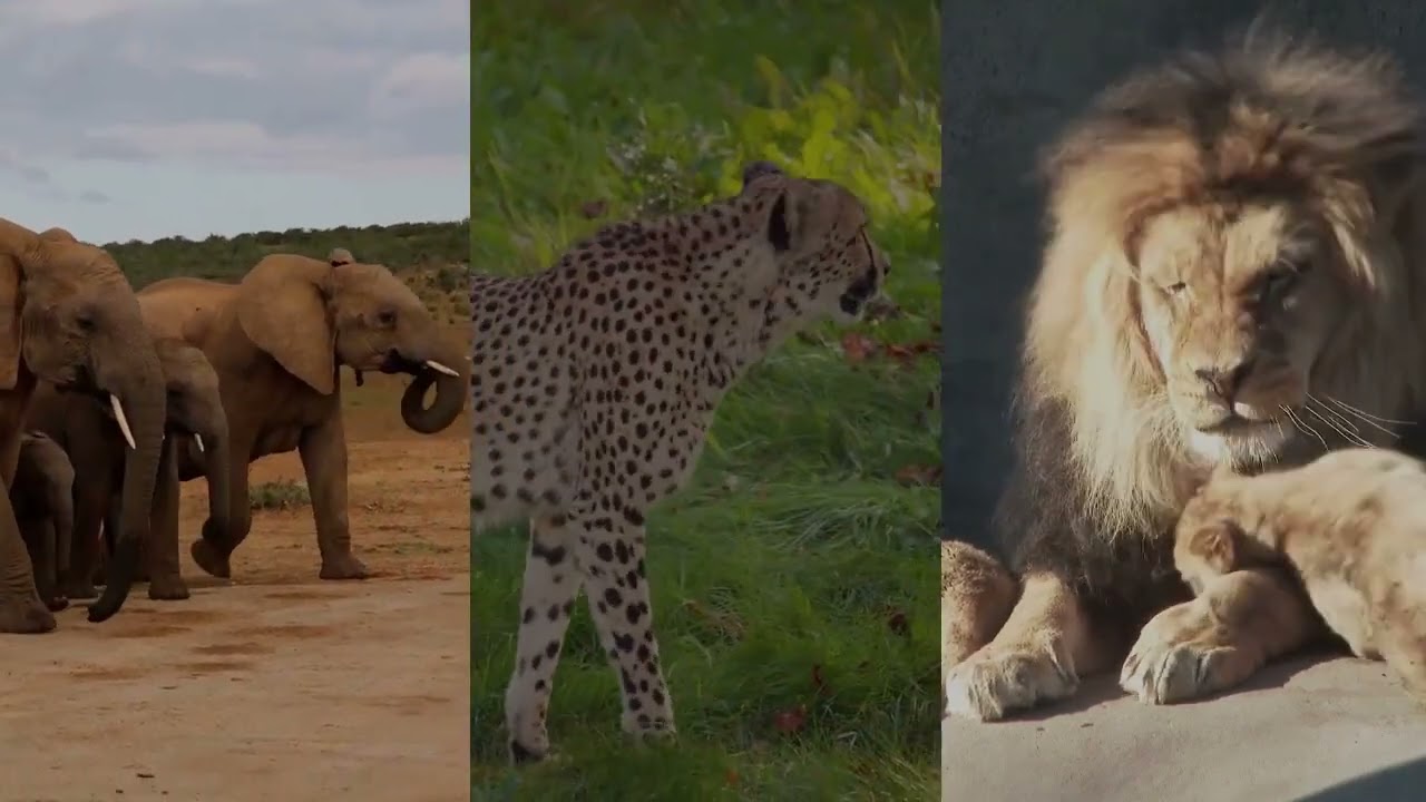 African safaris images | TEMBO TRAVELS