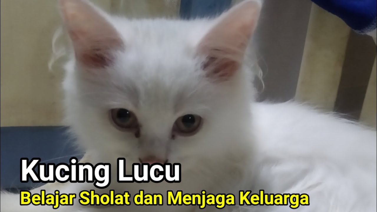 Kucing Belajar Sholat dan Setia Menjaga Keluarganya - YouTube