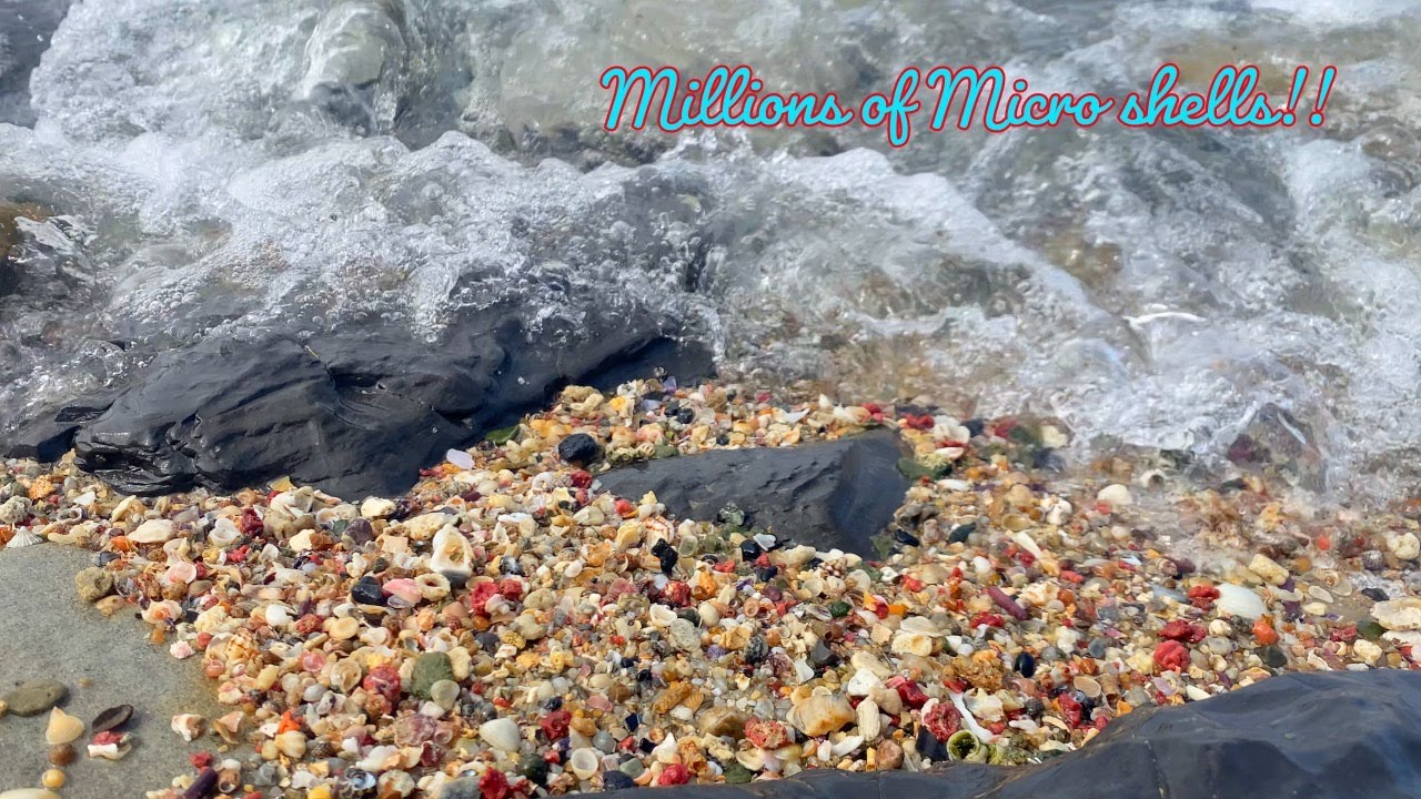 Beach combing through MILLIONS of tiny seashells! Micro shelling at ...