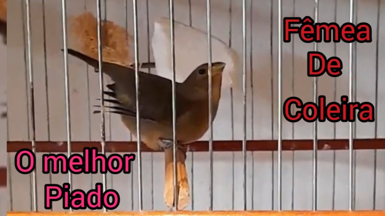 piado de fêmea de colero com esse piado seu coleira canta na hora - YouTube
