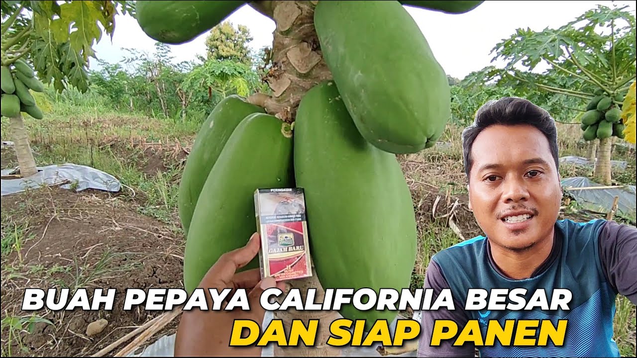 PEPAYA CALIFORNIA TUMBUH BESAR DAN LONJONG - YouTube