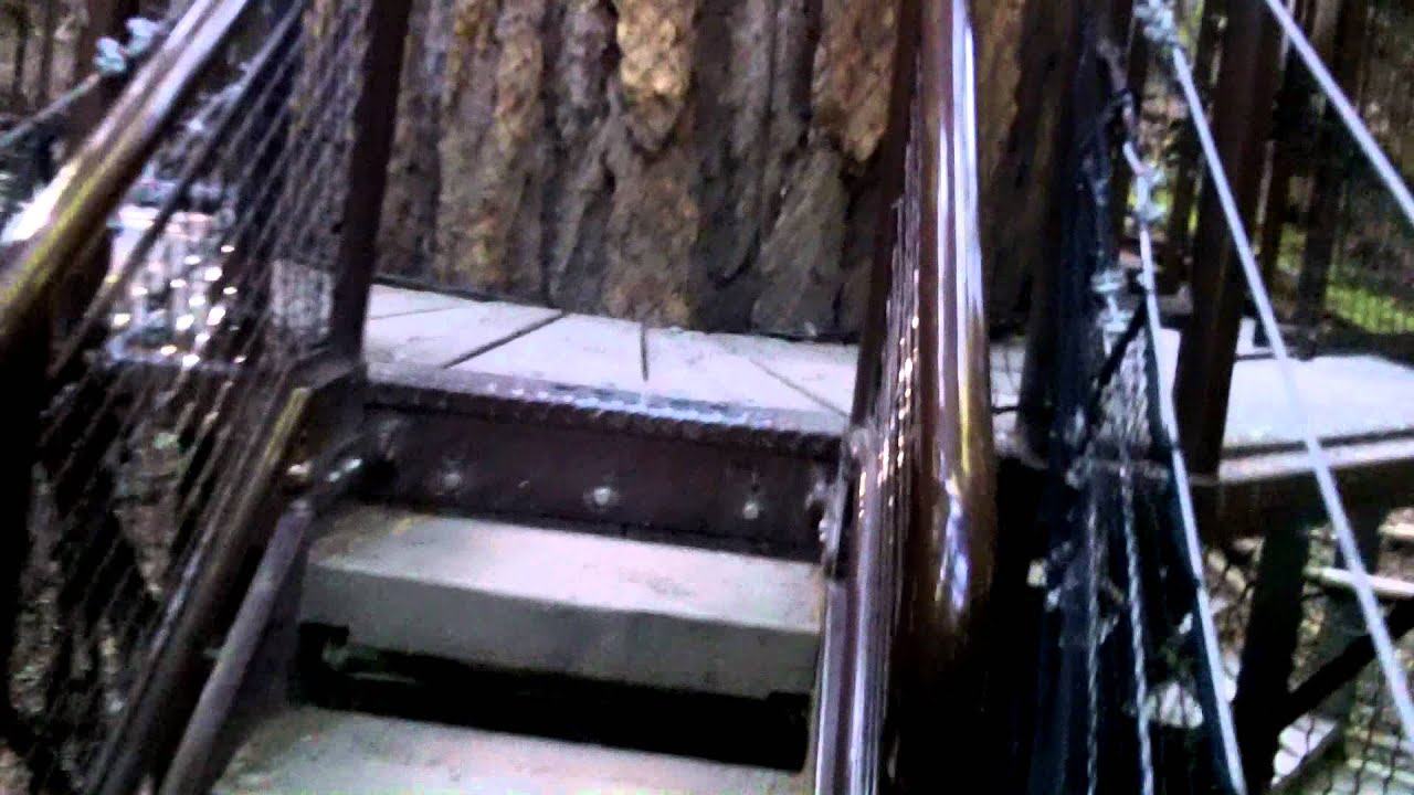 Capilano Park, Tree Top Walk - YouTube
