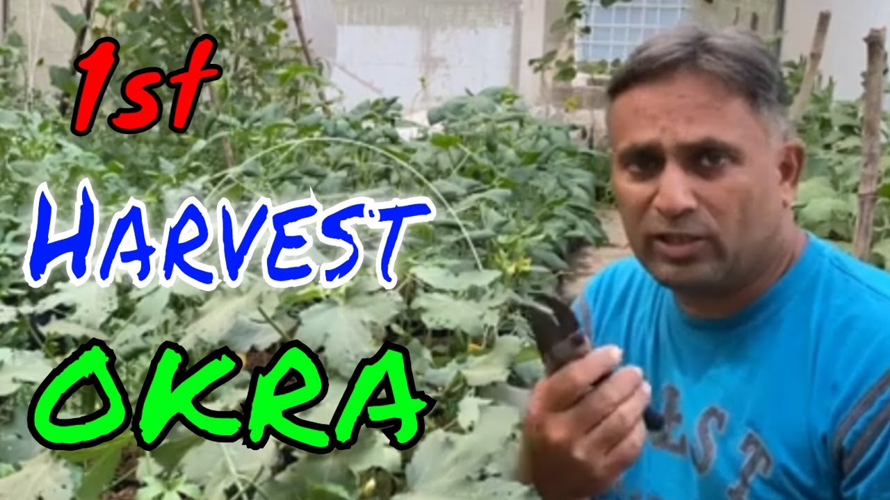 How to Care & Harvest Okra? // Tips for Getting More Yield of Okra ...