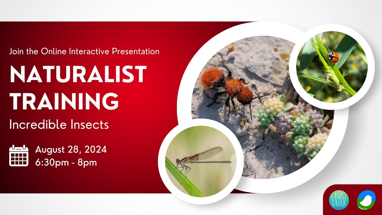Naturalist Training - Incredible Insects - YouTube