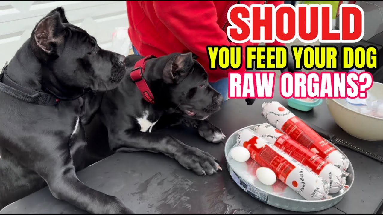 THE REAL REASON YOUR RAW FED DOG NEEDS ORGANS! - YouTube