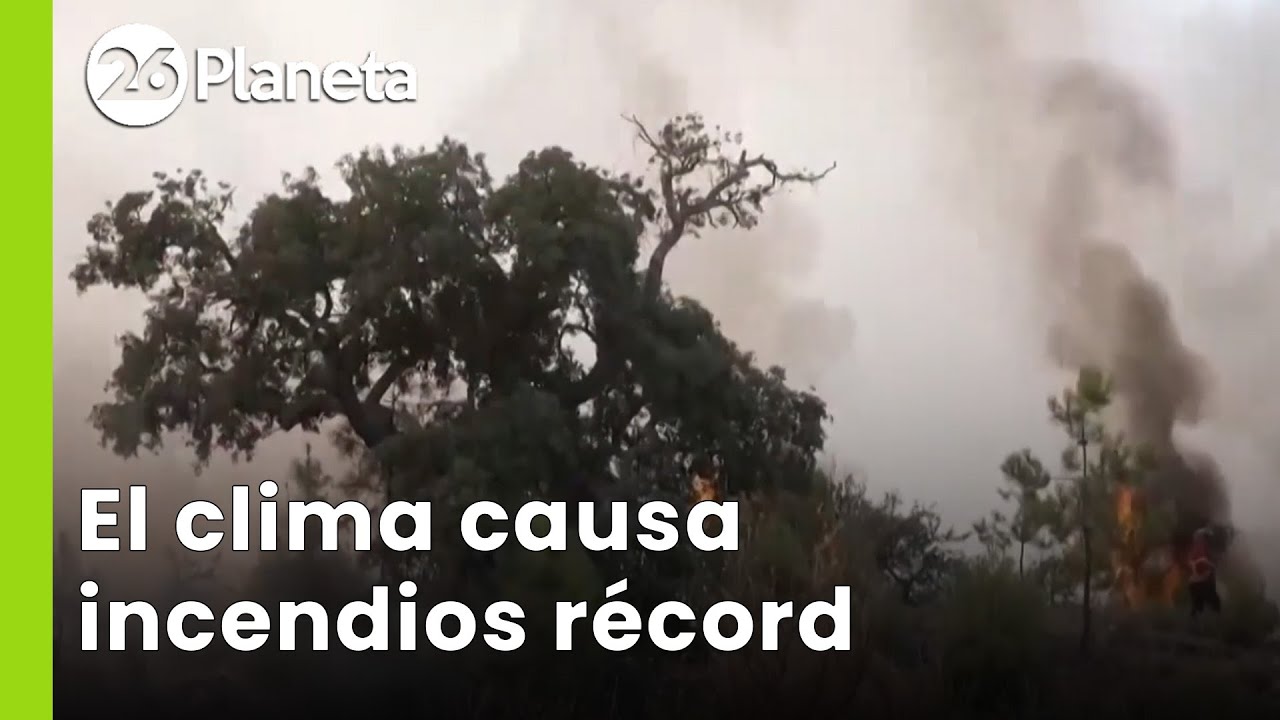 🔥 INCENDIOS FORESTALES arrasaron más de 1 MILLÓN DE HECTÁREAS en la ...