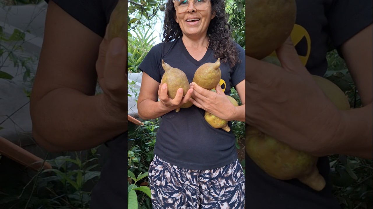 Pé de Pera #frutas #agriculturaregenerativa #cultivodefrutas # ...