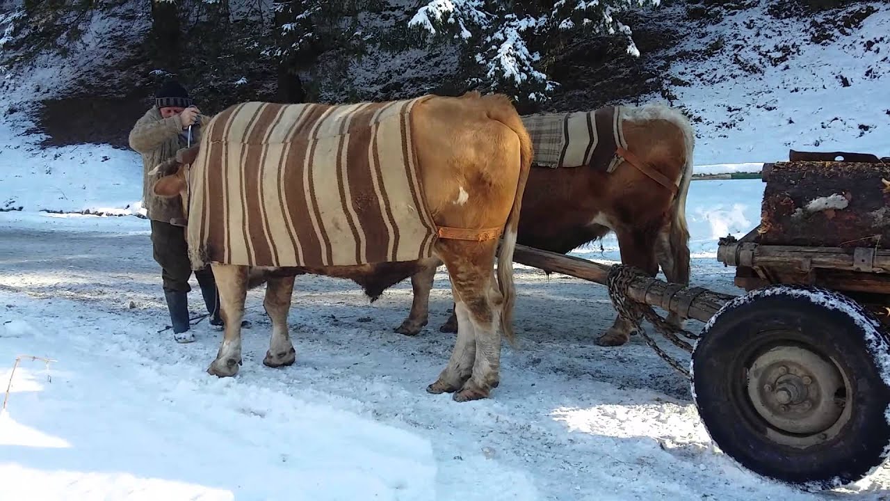 Car cu boi - YouTube