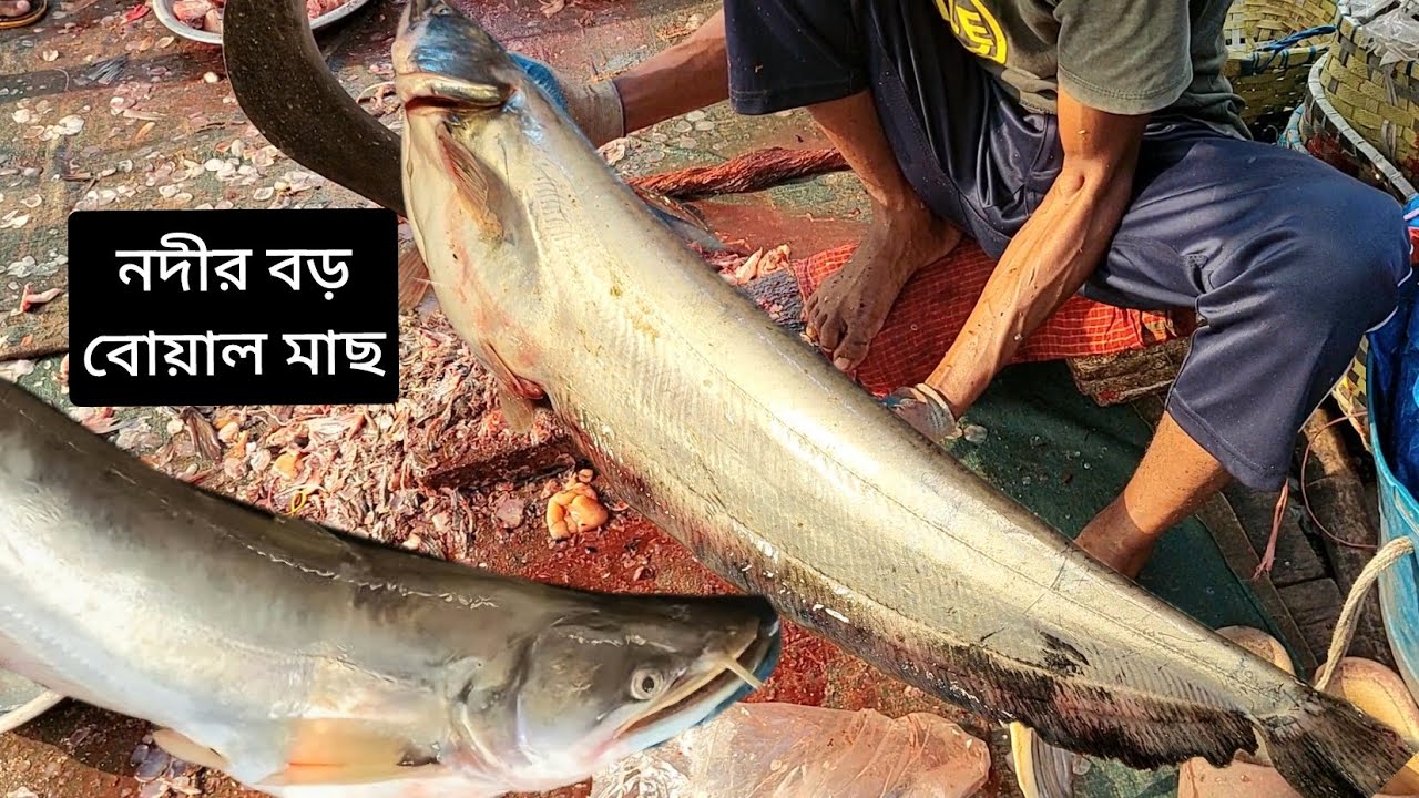 মেঘনা নদীর বিশাল বড় বোয়াল মাছ কি ভাবে কাটিং করে দেখুন ভিডিও#BD big ...