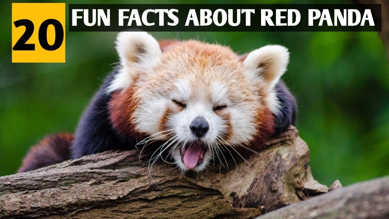 20 Fun Facts About Red Pandas | Evolution INSIGHTS - YouTube