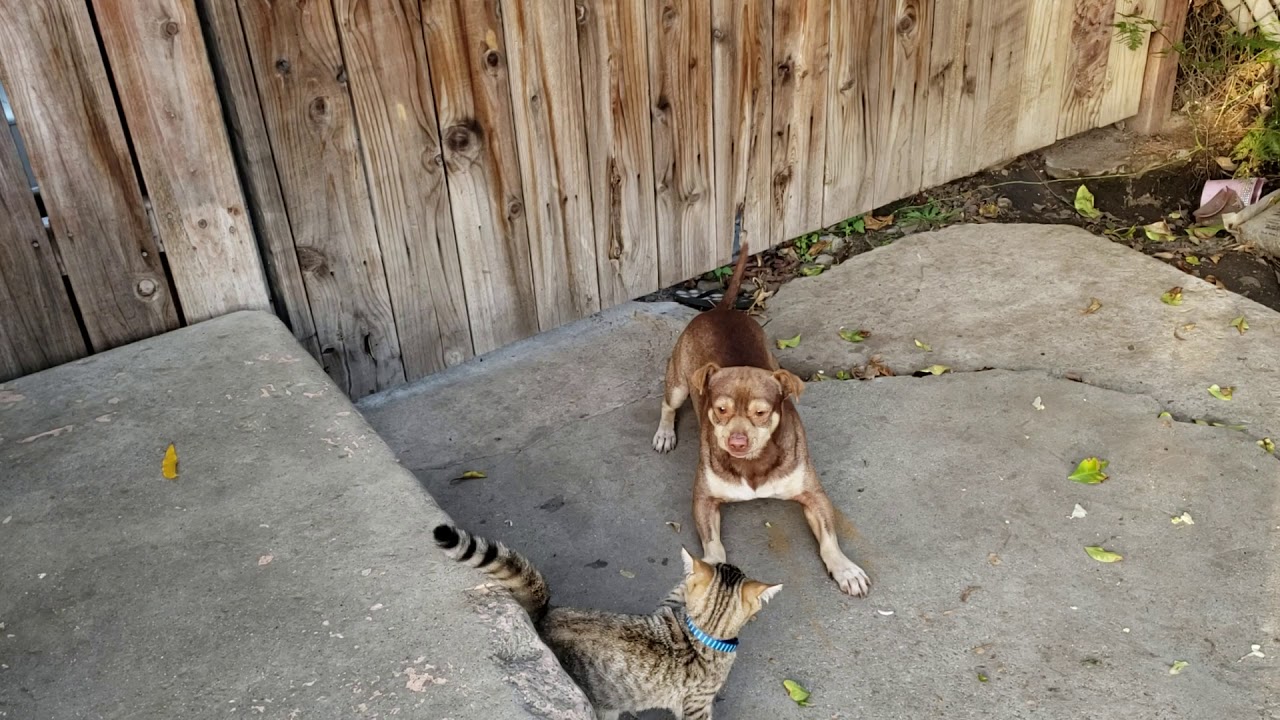 African wildcat or tabby cat? A little help please - YouTube