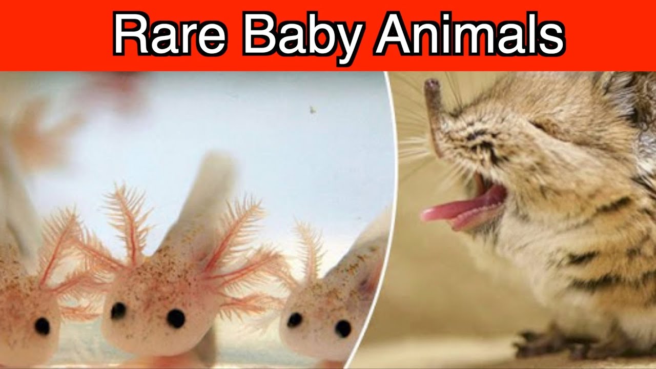 Cute Unusual Baby Animals