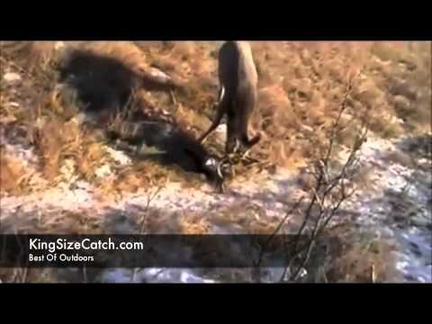 Sad Hurt Deer Video - YouTube