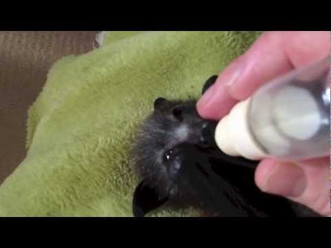 Cute Orphan bat returns home: this is Bonnet - YouTube