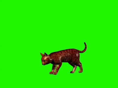 Cat green screen - YouTube
