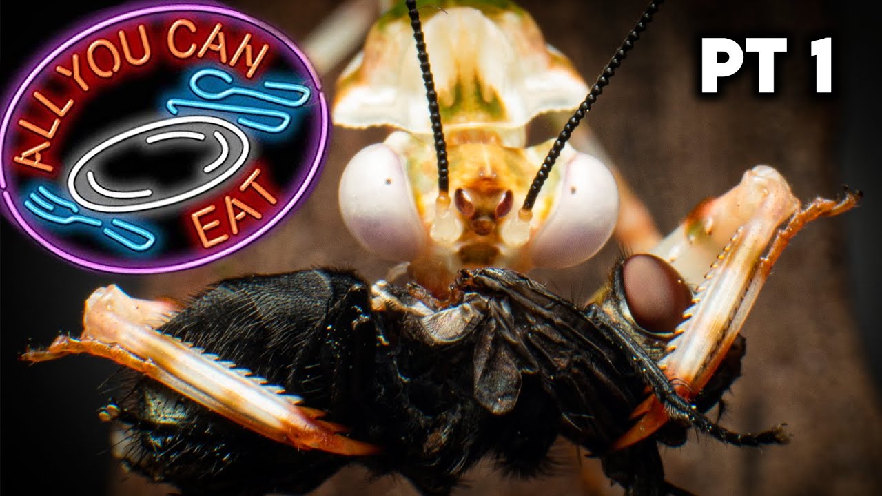 All inclusive fly buffet...! [FEEDING] - YouTube