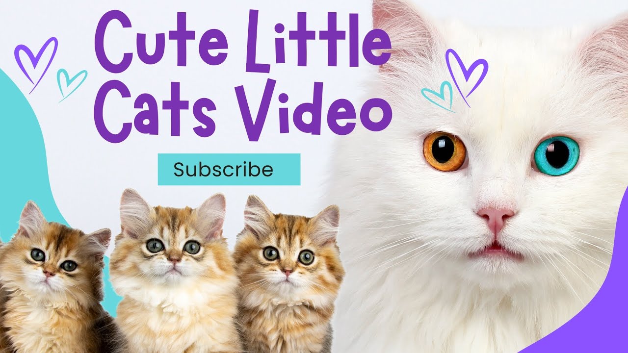 Cute Little Cats Compilation 01 ️🐈 #cats #youtubevideo - YouTube