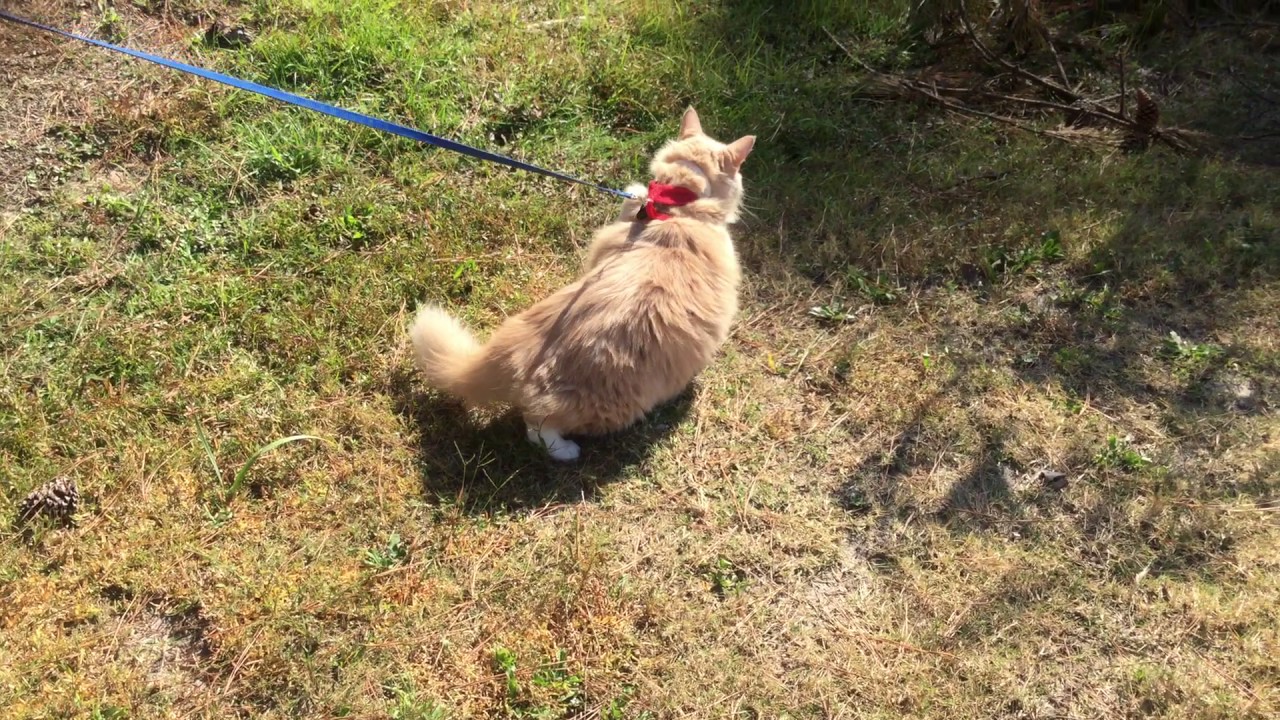 (non-asmr)My cat Toby outside - YouTube