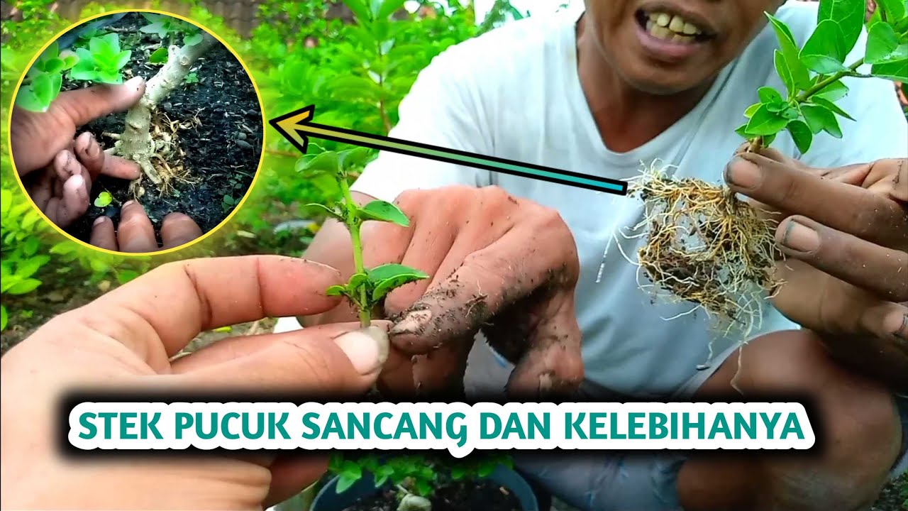 STEK PUCUK SANCANG DAN KELEBIHANYA - YouTube