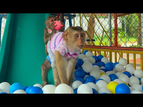 Monkey Sam says ball house is Sam boy's world - YouTube