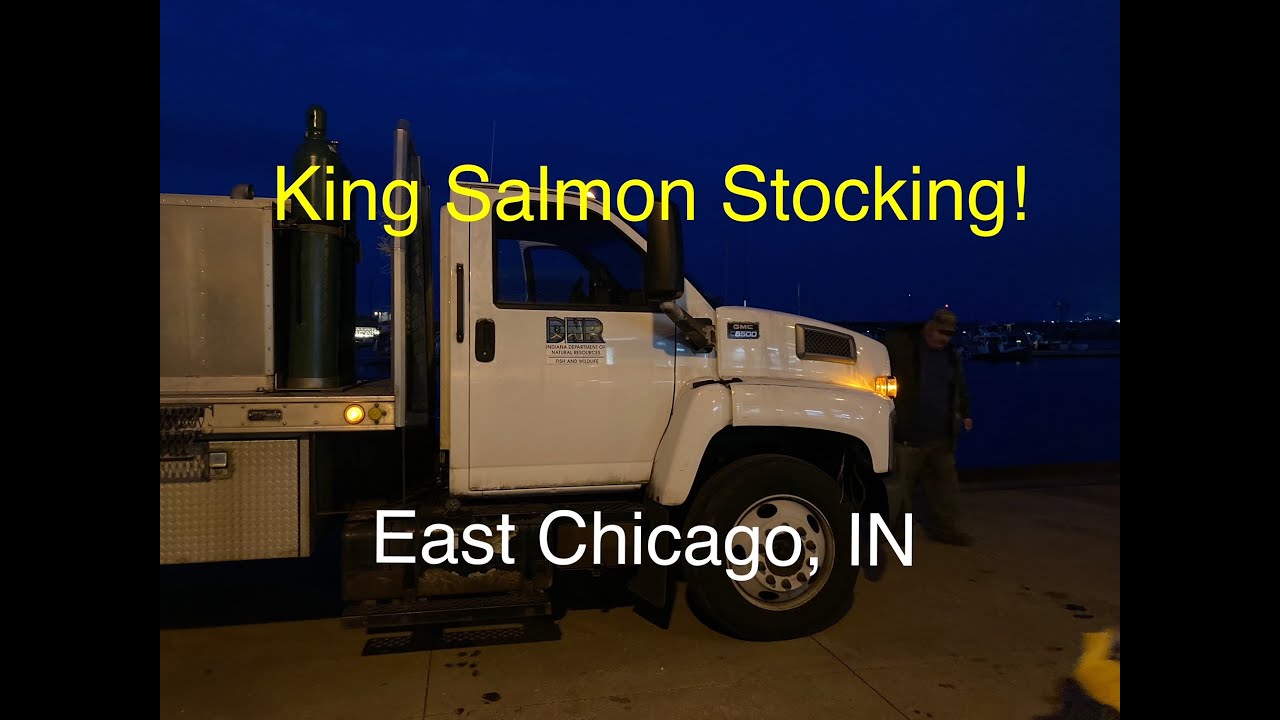 Chinook (King) Salmon Stocking in East Chicago Marina, East Chicago ...