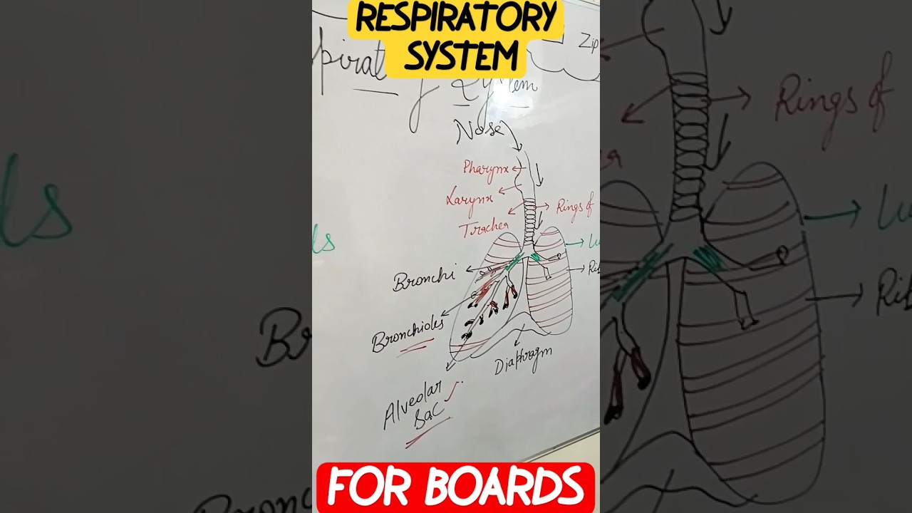 RESPIRATORY SYSTEM CLASS 10 SCIENCE CBSE PSEB NCERT #trick #science # ...