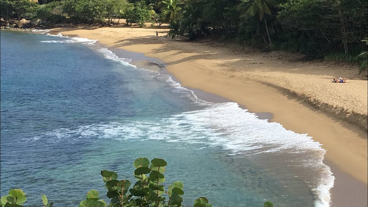 Beautiful Scenery of Puerto Rico| Beach | Trees - YouTube