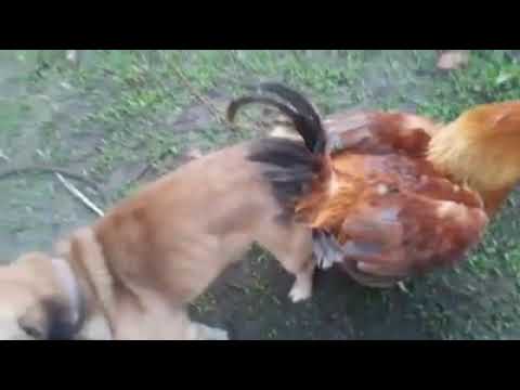 Cuando creí que lo había visto todo perro pegado con un gallo